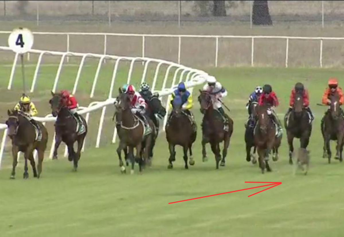 'Here we go, here we go!" - kangaroo skips across Warren race field